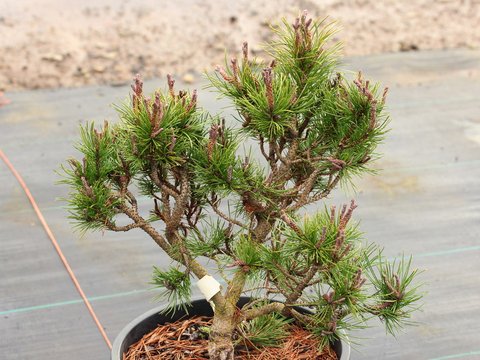 Pinus contorta 'Tiger' | Tiger Shore Pine | plant lust