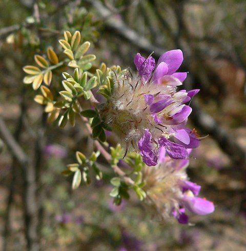Dalea pulchra | Indigo Bush | Santa Catalina Prairie Clover | plant lust
