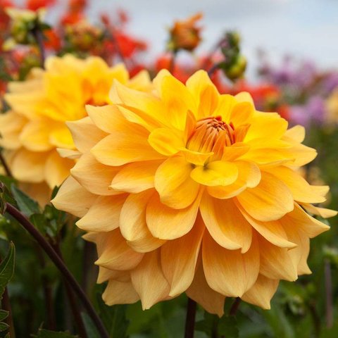 Dahlia 'Karma Gold' | plant lust