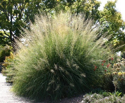 Sporobolus wrightii | Big Sacaton Dropseed | Giant Sacaton | plant lust