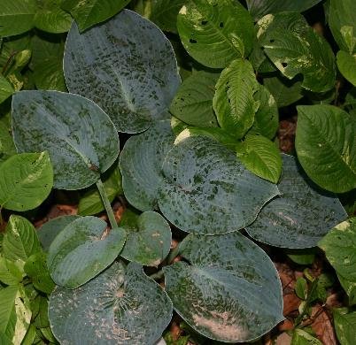 Hosta 'Blue Moon' | | plant lust