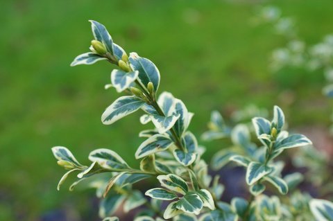 Buxus sempervirens 'Variegata' | Variegata Common Box | Variegata ...