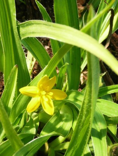 Hypoxis hemerocallidea | Hypoxis rooperi | Ape's Arm Pits | Gold Star ...