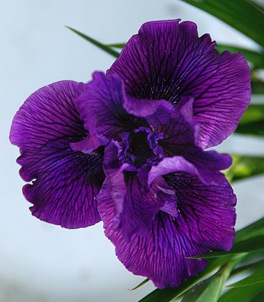 Iris 'Violet Vixen' (PCI) | Iris douglasiana 'Violet Vixen' | Violet ...