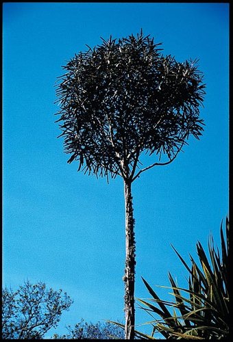 Pseudopanax ferox | Fierce Lancewood | Horoeka | Toothed Lancewood ...