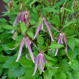 Campanula 'Pink Octopus' PP18885 | Pink Octopus Bellflower | plant lust