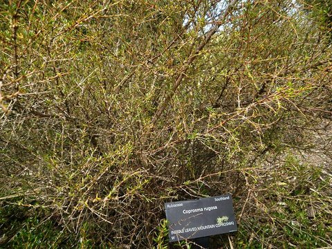 Coprosma rugosa [Beaumont Station] | | plant lust