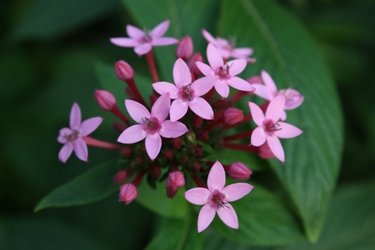 Pentas lanceolata [lavender] | Pentas lanceolata 'Lavender' | Lavender ...