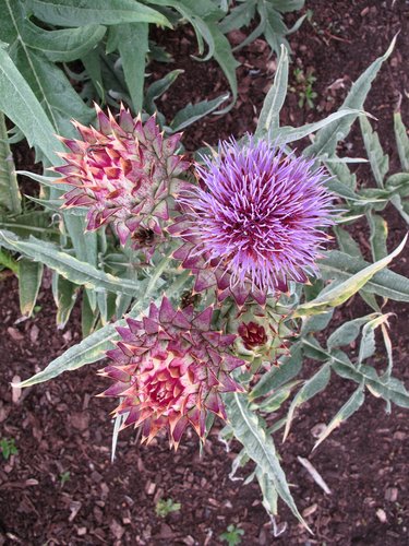 Cardoon | | plant lust