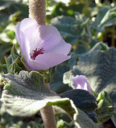 Malacothamnus jonesii | Slender Bush Mallow | plant lust