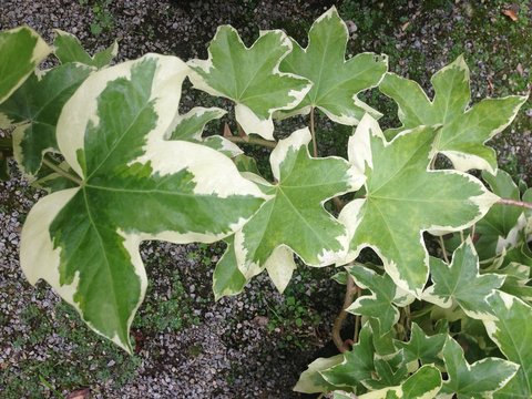 x Fatshedera lizei 'Angyo Star' | x Fatshedera lizei - variegated [Ted ...