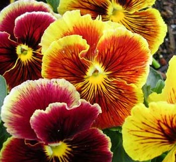 Viola from multiple nurseries on Plant Lust