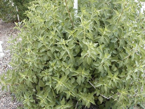 Ageratina havanensis | Eupatorium havanense | White Mist Flower | plant ...