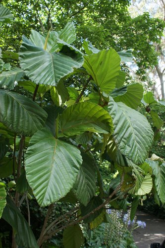Ficus dammaropsis | Dinner Plate Fig | Highland Breadfruit | plant lust