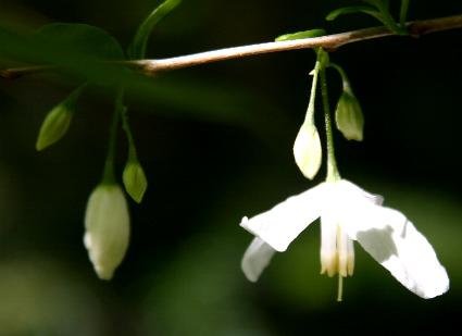 Styrax americanus | Styrax americana | American Snowbell | Snowbell ...