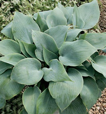 Hosta 'Bulletproof' | | plant lust