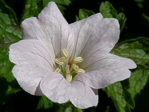 Geranium x oxonianum 'Walter's Gift' | Walter's Gift Cranesbill | plant ...