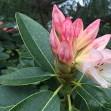 Rhododendron 'Unique' | Rhododendron hybrid 'Unique' | Rhododendron x ...