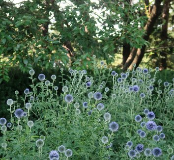 Echinops from multiple nurseries on Plant Lust