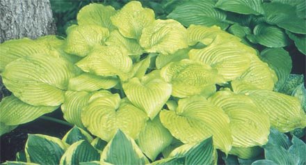 Hosta 'Piedmont Gold' | | plant lust