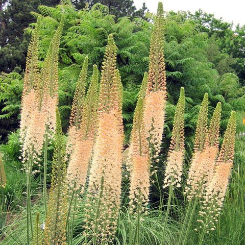 Eremurus x isabellinus 'Cleopatra' | Eremurus 'Cleopatra' | Foxtail ...