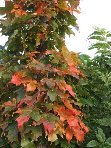 Acer nigrum 'Monumentale' | Acer saccharum 'Monumentale' | Acer ...