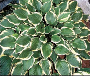 Hosta 'Lakeside Baby Face' | Hosta 'Lakeside Babyface' | Lakeside ...