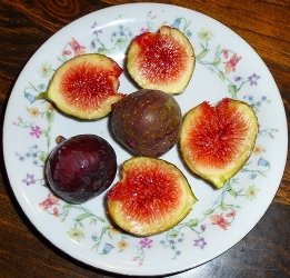 Sal's El Fig | plant lust