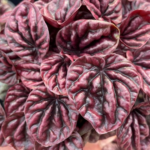 Peperomia 'Schumi Red' | | plant lust
