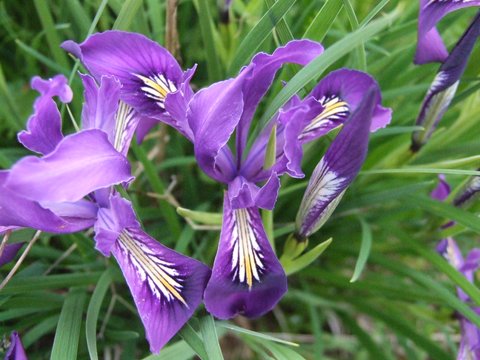 Iris tenax | Native Iris | plant lust