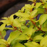 Fuchsia 'Golden Gate' | | plant lust