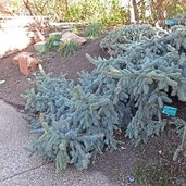 Picea alcoquiana 'Prostrata' | Picea bicolor 'Prostrata' | Prostrate ...