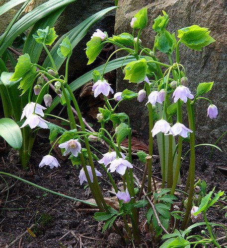 Ranzania japonica | plant lust