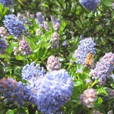 Ceanothus 'Victoria' | Ceanothus impressus 'Victoria' | Ceanothus ...