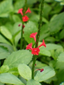 Stachytarpheta microphylla | Stachytarpheta sanguinea | Dwarf Red ...