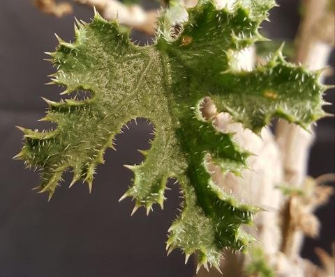 Dendrosicyos socotrana | Dendrosycios socotrana | Cucumber Tree | plant ...