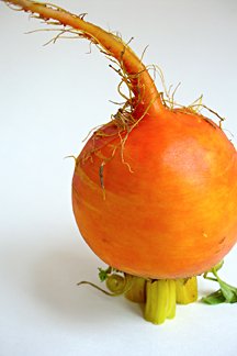 Touchstone Gold Beet | Beta 'Touchstone Gold' | plant lust