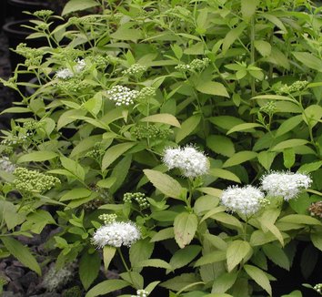 Spiraea betulifolia var. lucida | Spiraea lucida | Western White Spirea ...