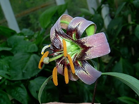Lilium primulinum | Ocher Lily | Species Lily | plant lust