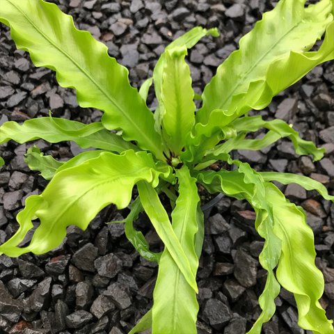 Asplenium antiquum 'Victoria' | Victoria Ruffled Birds Nest Fern ...