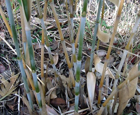 Yushania boliana | Borinda boliana | Himalayan Blue Mountain Bamboo ...