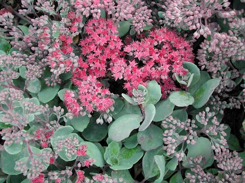 Sedum 'Rosy Glow' | Rosy Glow Stonecrop | plant lust