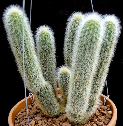 Cleistocactus ritteri | plant lust