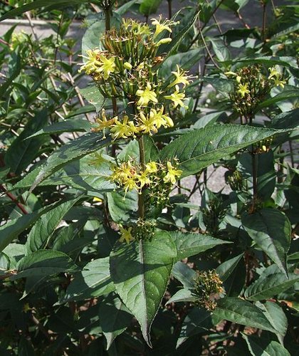 Diervilla rivularis | Bush Honeysuckle | Georgia Bush Honeysuckle ...