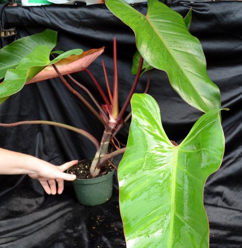 Philodendron 'Anderson's Red' | plant lust