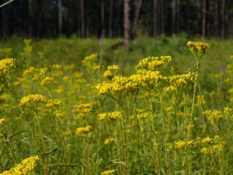 Solidago nitida | Oligoneuron nitidum | Flat-Top Goldenrod | Shiny ...