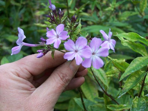 Phlox paniculata 'Blue Boy' | Blue Boy Tall Garden Phlox | plant lust