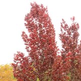 Fagus sylvatica 'Red Obelisk' | Red Obelisk Beech Tree | plant lust