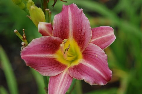 Hemerocallis 'Mary Reed' | Mary Reed Daylily | plant lust
