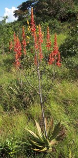 Aloe fosteri | plant lust